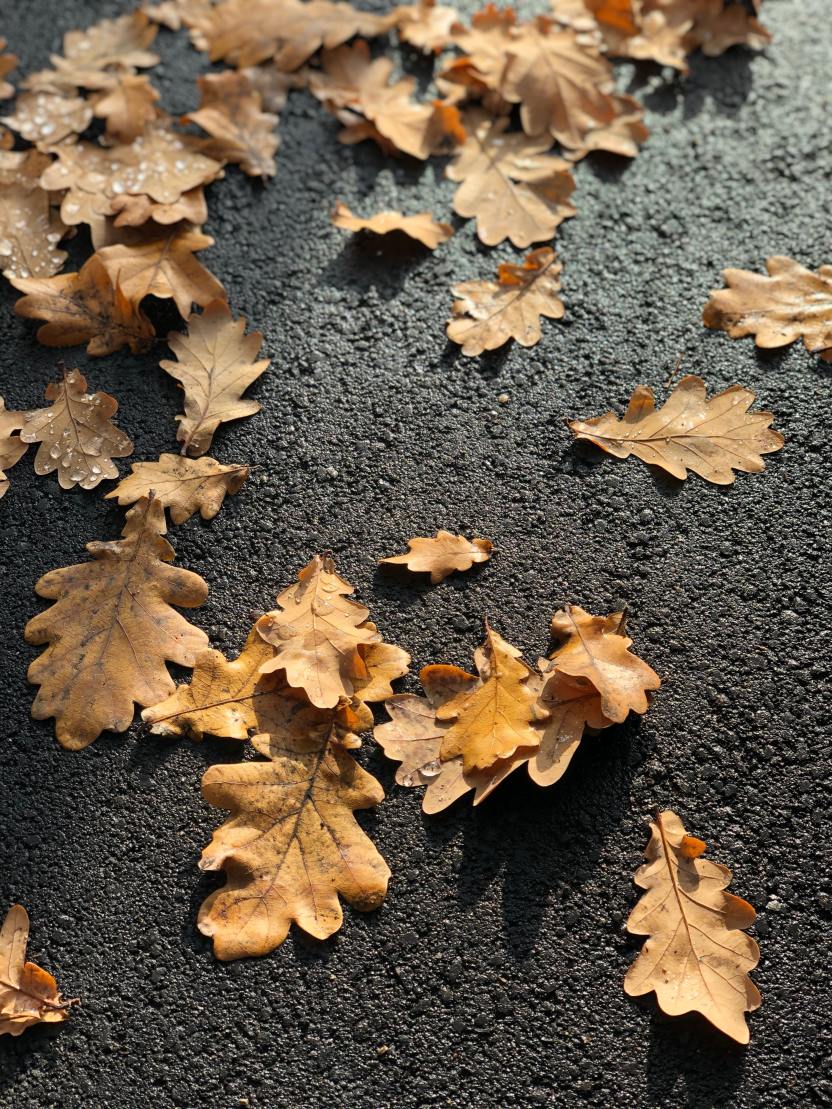 Poetry Friday: Exquisite Corpse Poem – A(nother) Year of Reading
