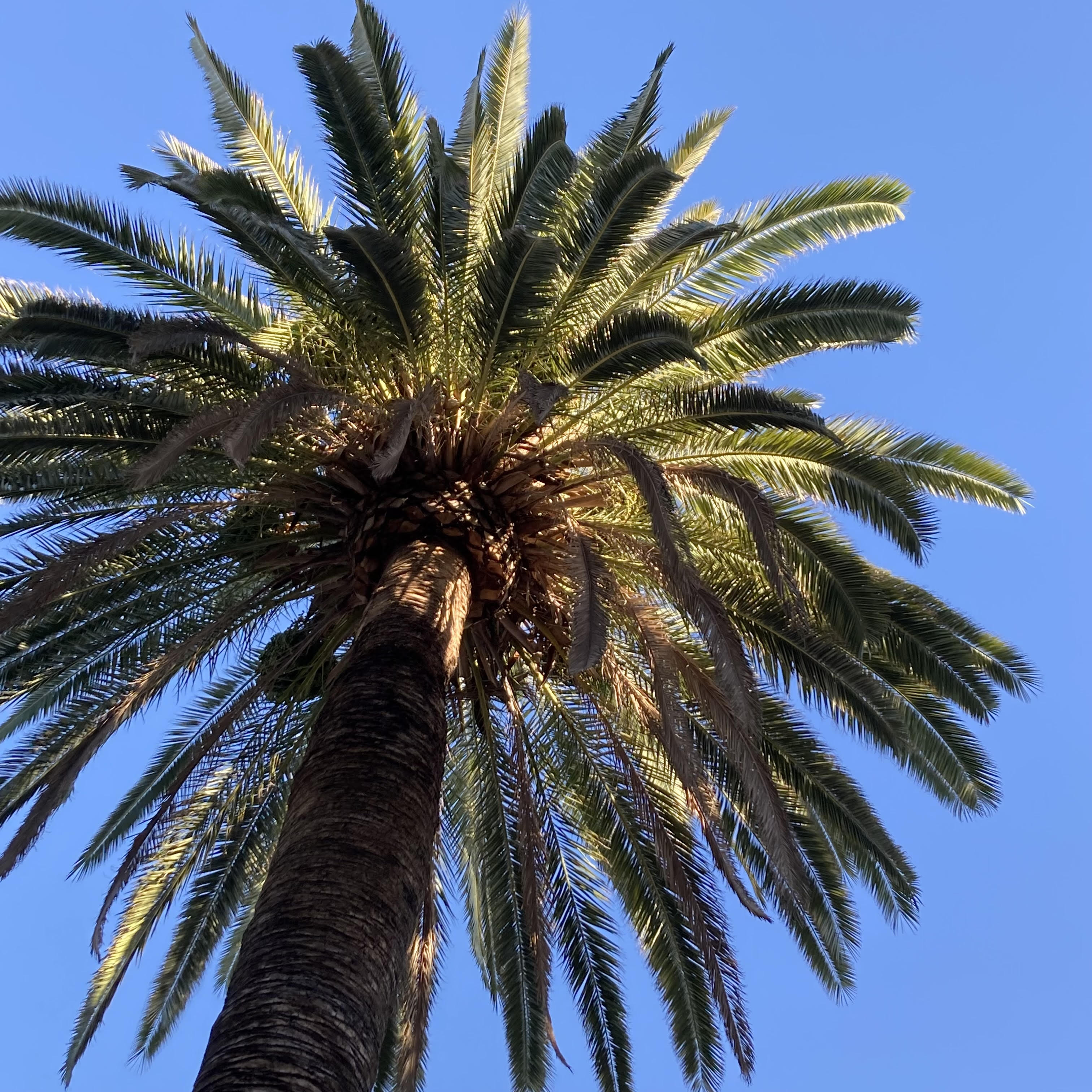 Pacific Palm – A(nother) Year of Reading