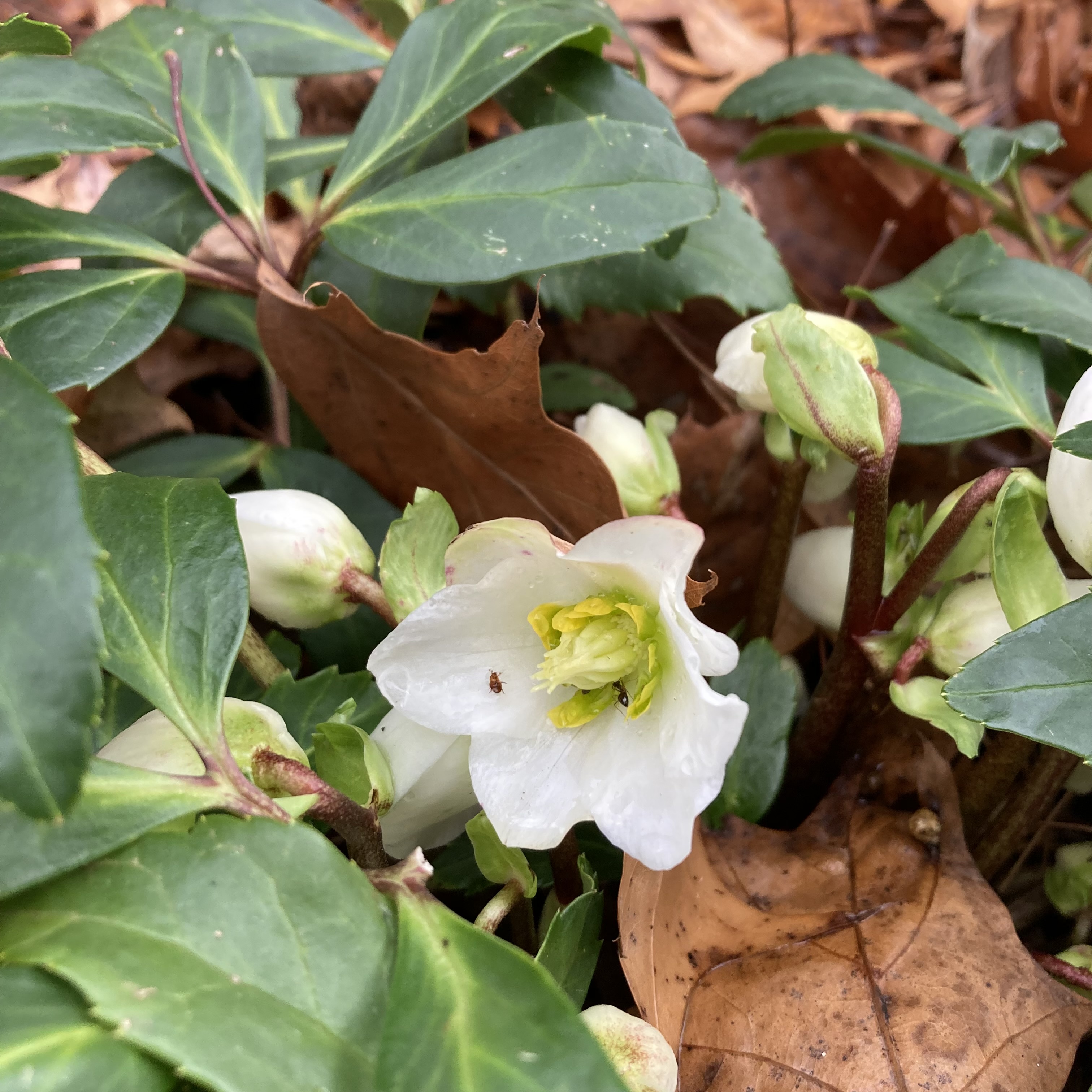 Poetry Friday: Seen and Unseen – A(nother) Year of Reading