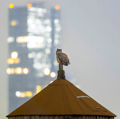 Poetry Friday: A Pantoum for Flaco – A(nother) Year of Reading